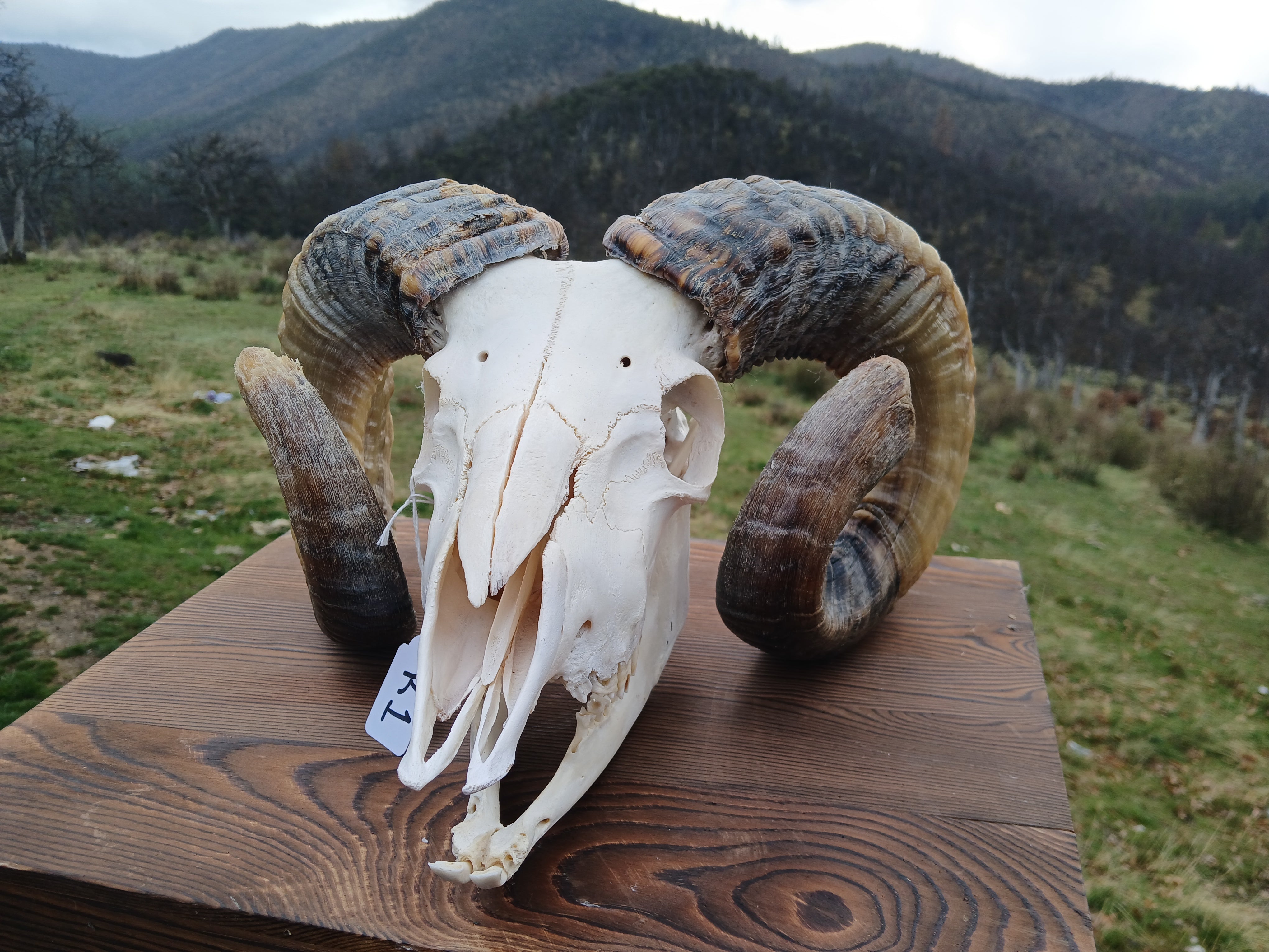European Mount Skulls – Forty Anchors Icelandic Sheep