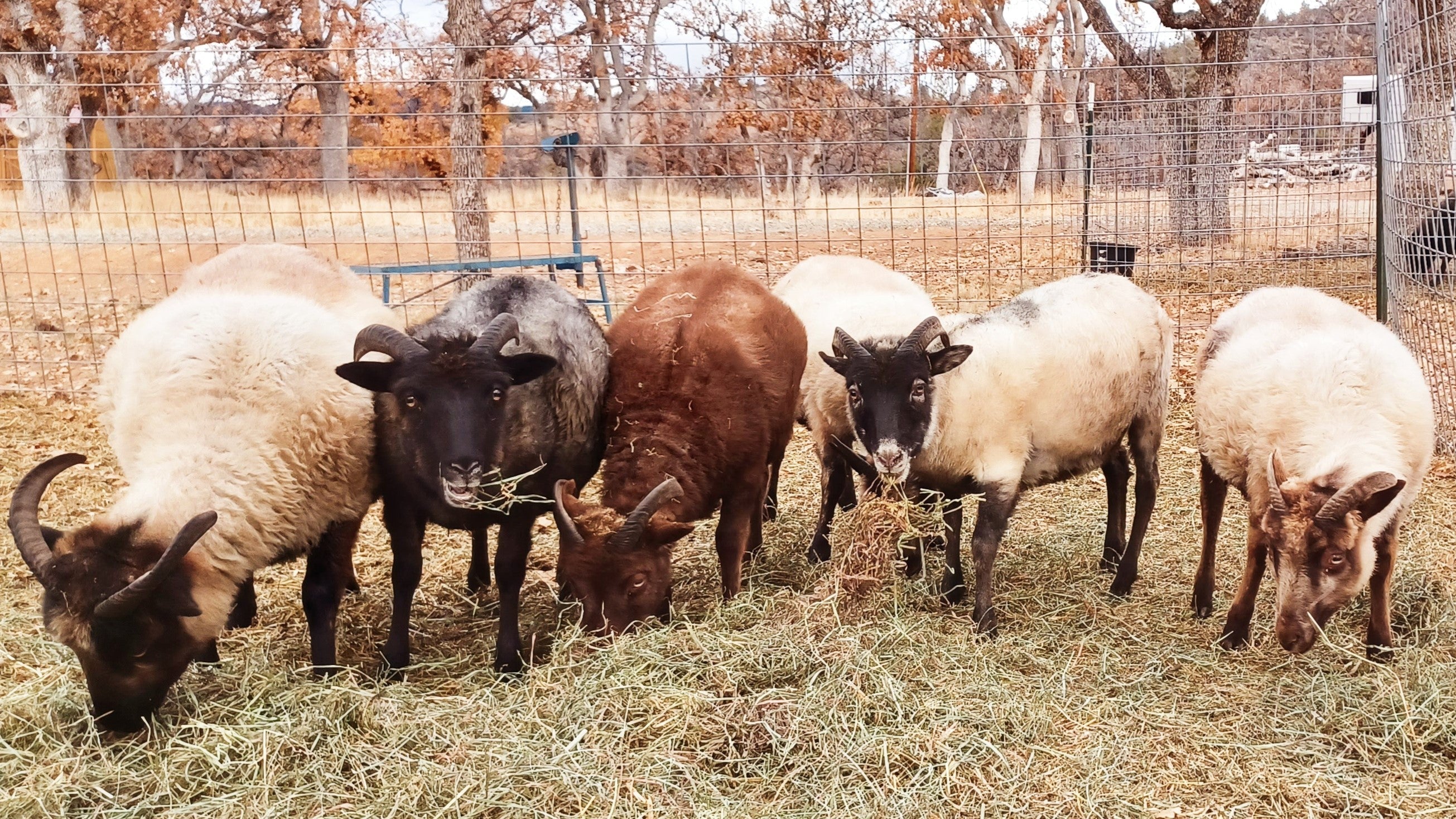 Breeding Stock – Forty Anchors Icelandic Sheep