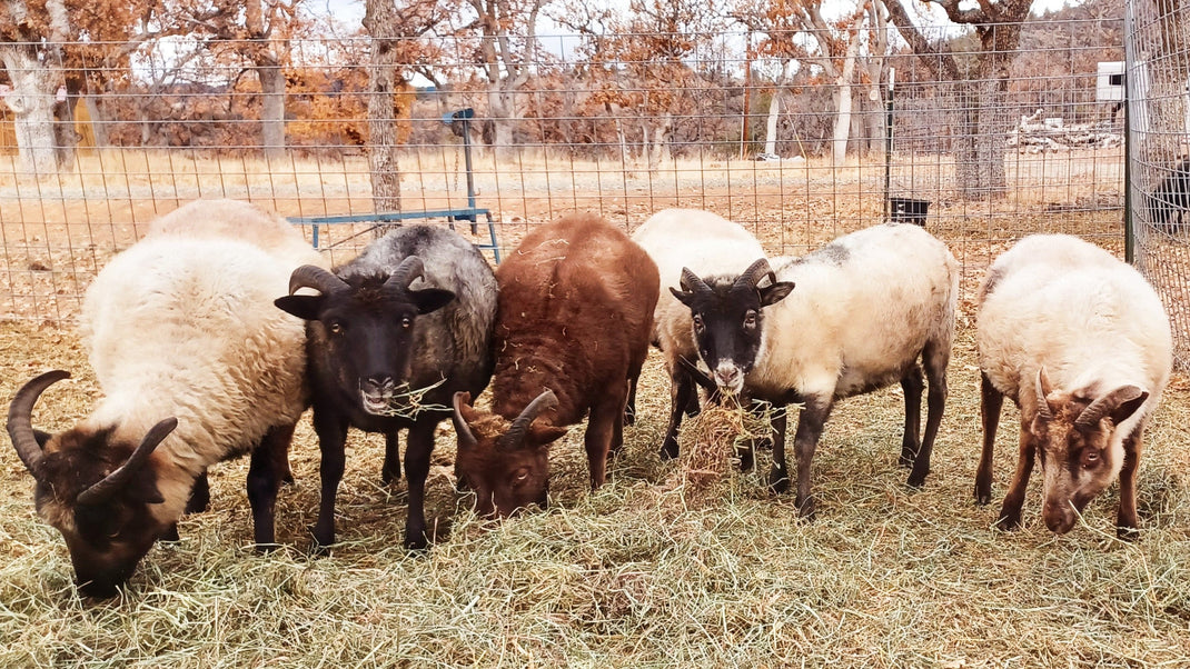 Breeding Stock – Forty Anchors Icelandic Sheep
