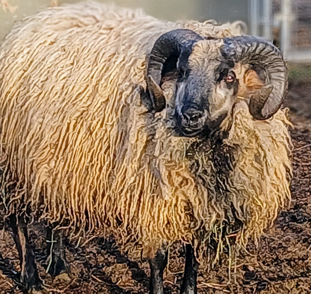 Breeding Stock – Forty Anchors Icelandic Sheep