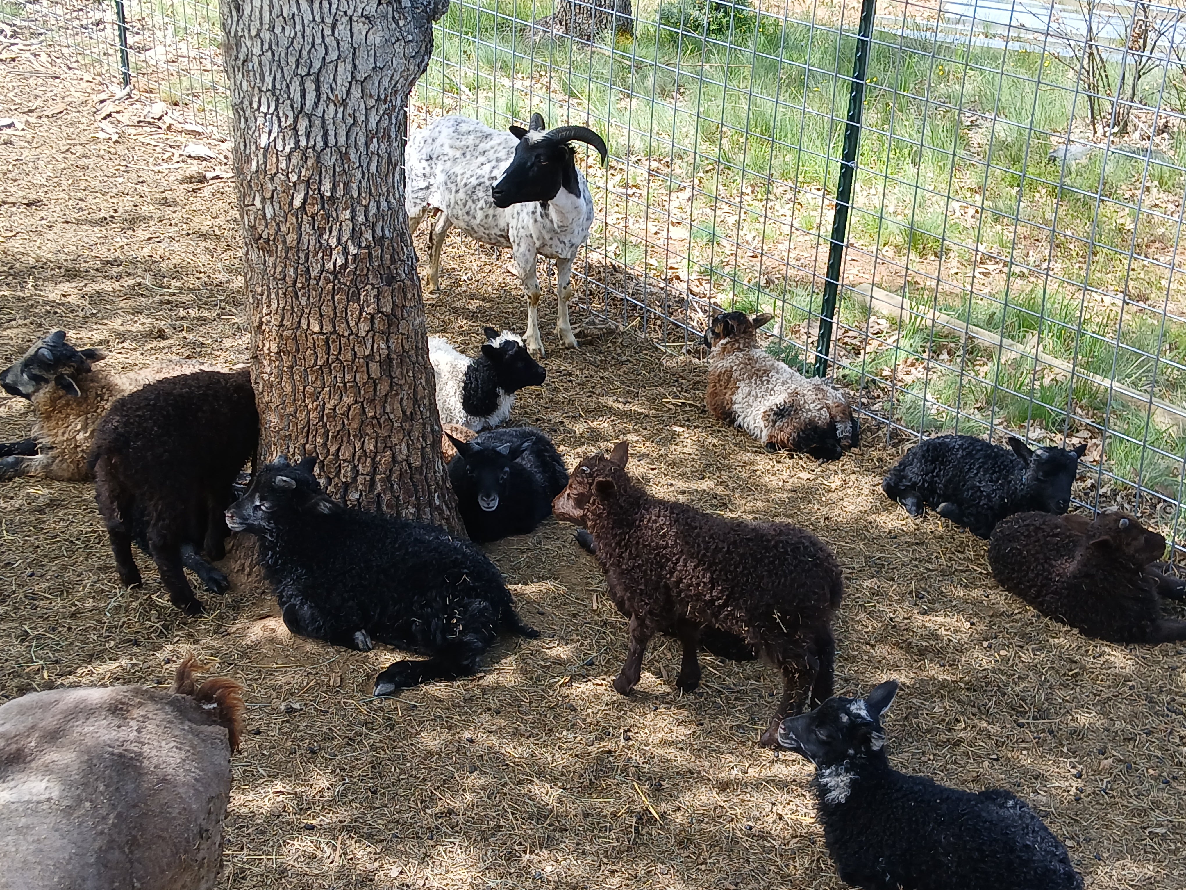 2025 Breeding Ewe Lamb – Forty Anchors Icelandic Sheep